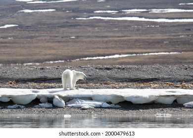 908 Back of bear head Images, Stock Photos & Vectors | Shutterstock