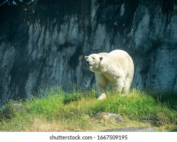 159 Hypercarnivorous bear Images, Stock Photos & Vectors | Shutterstock