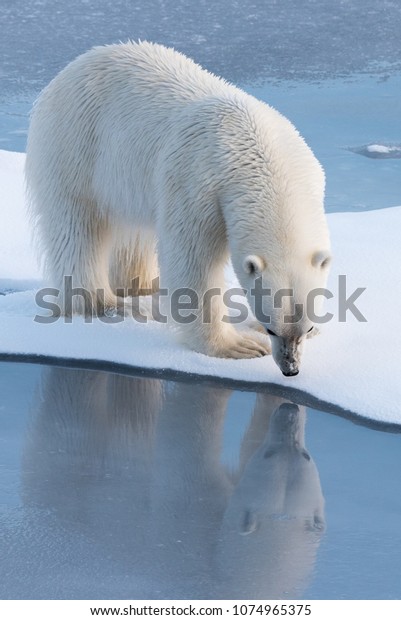 Polar Bear Staring Reflection库存照片1074965375 | Shutterstock