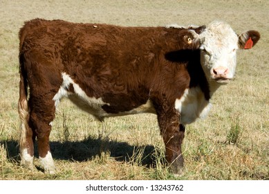 891 White faced hereford Images, Stock Photos & Vectors | Shutterstock