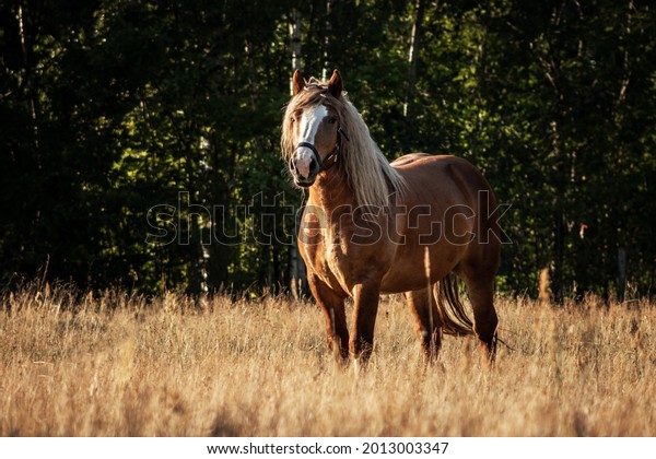 Polish Chestnut Cold Blooded Draft Horse Stock Photo 2013003347 ...