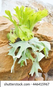 Polypodium Polycarpon Stock Photo 446415967 | Shutterstock
