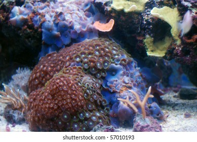 Polyps Stock Photo 57010193 | Shutterstock