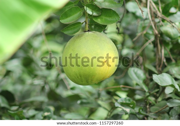 Pomelo Leaf Stock Photo (Edit Now) 1157297260