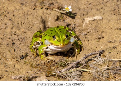 3,338 Mud frog Images, Stock Photos & Vectors | Shutterstock