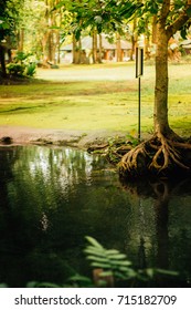 Pond Under Tree Stock Photo 715182709 | Shutterstock