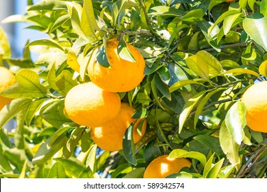 Ponkan Images, Stock Photos & Vectors | Shutterstock
