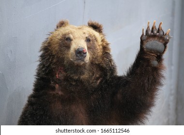 1,928 Poor bear Images, Stock Photos & Vectors | Shutterstock