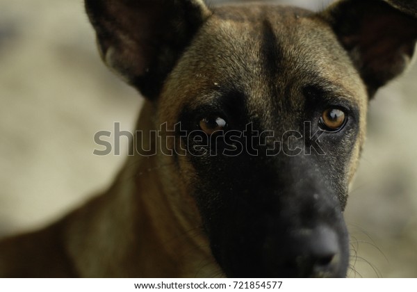 Poor Dog Stock Photo (Edit Now) 721854577