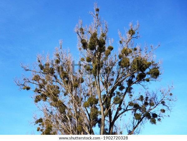 Poplar Tree Infested Mistletoe Tree Pests Stock Photo 1902720328 ...