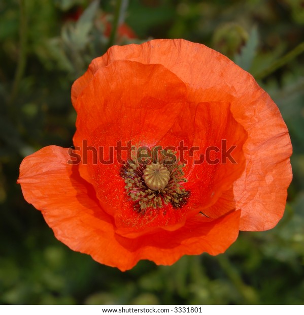 Poppy Stock Photo 3331801 | Shutterstock