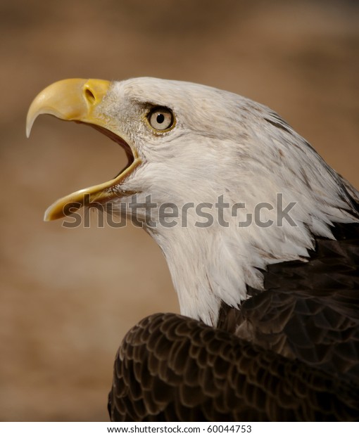 Portrait Bald Eagle Calling Stock Photo 60044753 | Shutterstock