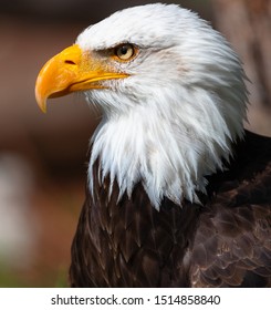 Portrait Bald Eagle Looking Stock Photo 1514858840 | Shutterstock