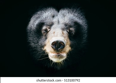 Portrait Bear Stock Photo 513100792 | Shutterstock
