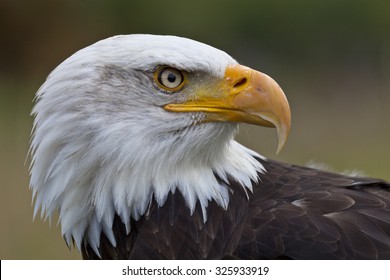 Portrait Bold Eagle Looking Right Stock Photo 325933919 | Shutterstock