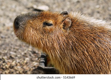 Portrait Capybara Stock Photo 5143669 | Shutterstock