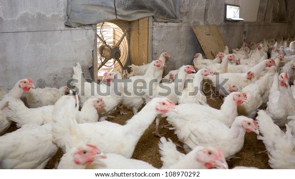 Portrait Chicken Broilers Poultry Farm Stock Photo 108970292 | Shutterstock