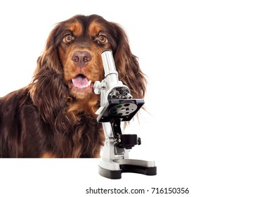 3,573 Laboratory dog Images, Stock Photos & Vectors | Shutterstock