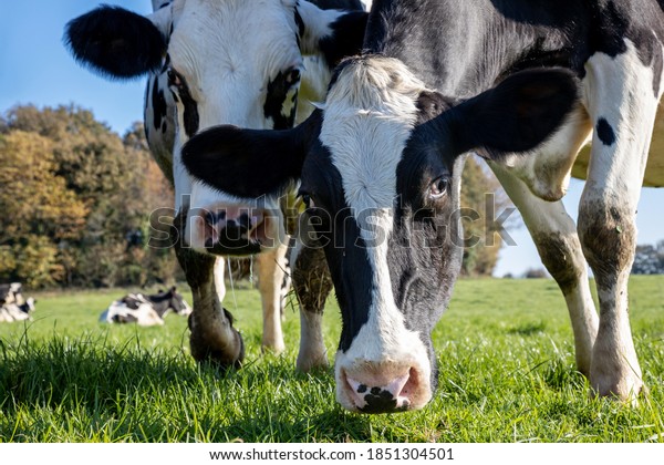 Portrait Cows Ground Level Stock Photo 1851304501 | Shutterstock