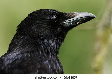 4,153 Smart crow Images, Stock Photos & Vectors | Shutterstock