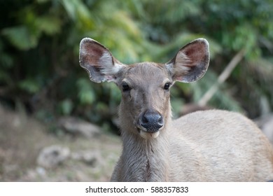 Portrait Deer Staring Camera Stock Photo 588357833 | Shutterstock