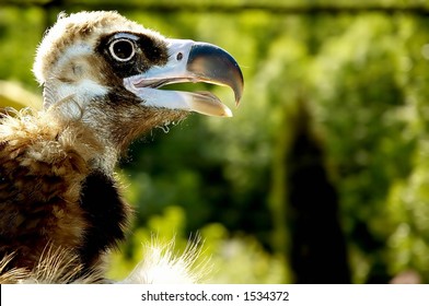 Eyass Images, Stock Photos & Vectors | Shutterstock