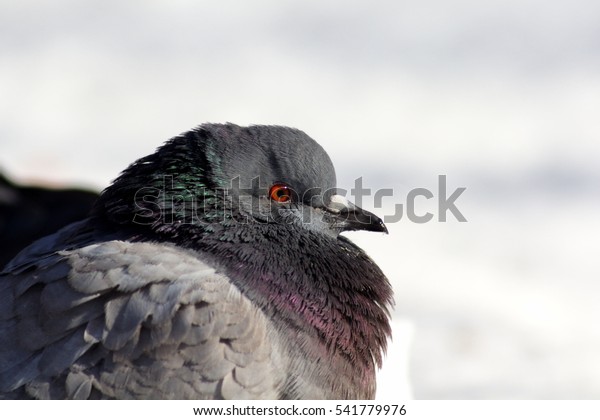 Portrait Fluffed Grumpy Looking Gray Feral Stock Photo 541779976 ...