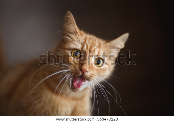 Portrait Fluffy Ginger Cat Big White Stock Photo 568479220 | Shutterstock