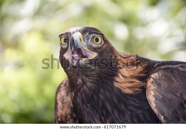 Portrait Golden Eagle Facing Forward Mouth Stock Photo (Edit Now) 617071679