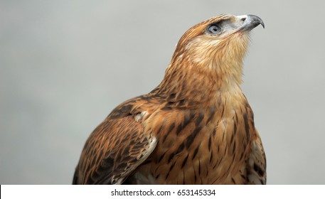 1,054 Arabian Eagle Images, Stock Photos & Vectors | Shutterstock