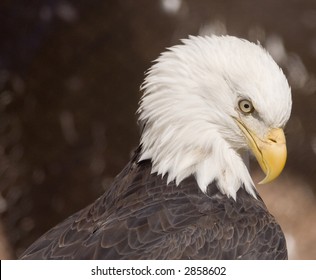 Majestic Bald Eagle Bowing His Head Stock Photo (Edit Now) 1901527819