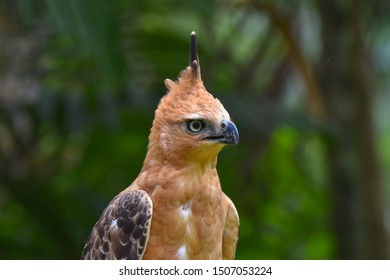 195 Javan hawk eagle Images, Stock Photos & Vectors | Shutterstock
