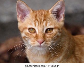 49,026 Cat front face Stock Photos, Images & Photography | Shutterstock