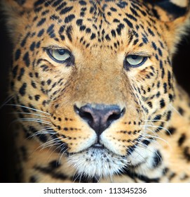 Leopard Portrait Stock Photo 106640027 | Shutterstock