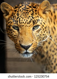 Closeup Angry Leopard Portrait Smoke On Stock Photo (Edit Now) 500782933