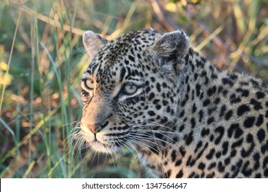 Jaguar Chilling Hot Summer Sun Stock Photo 1786732088 | Shutterstock
