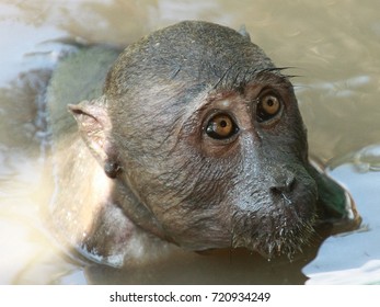 Portrait Monkey Taking Bath Stock Photo 720934249 | Shutterstock