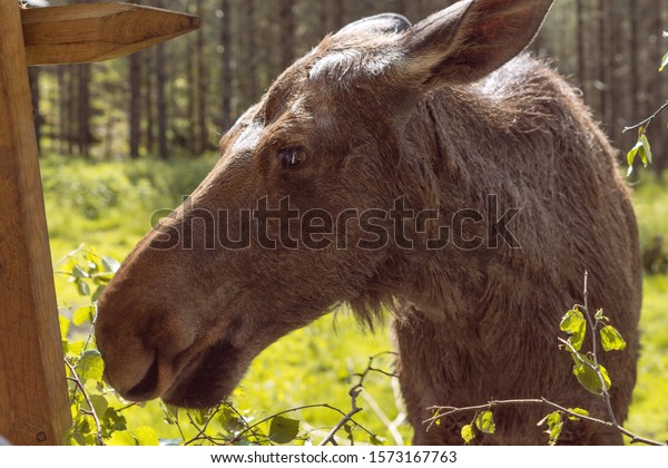 Portrait Moose Closeup Stock Photo 1573167763 | Shutterstock