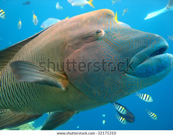 13 Napolean Fish Images, Stock Photos & Vectors | Shutterstock