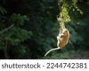 837+ Thousand Monkey Royalty-Free Images, Stock Photos & Pictures ...