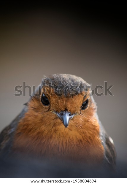 Portrait Robin Looking Camera Stock Photo 1958004694 | Shutterstock
