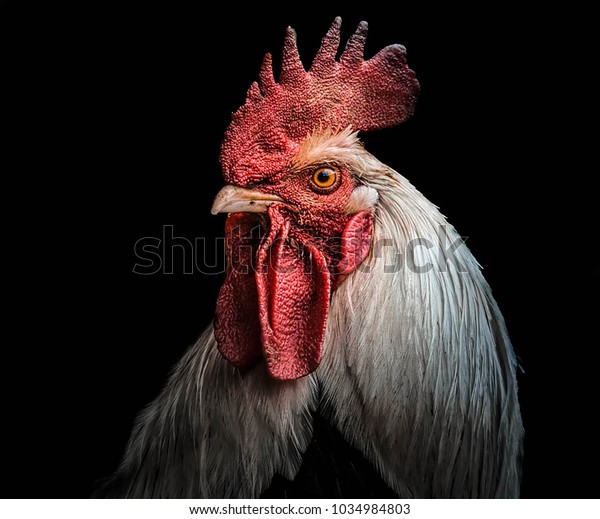 Portrait Rooster Stock Photo (Edit Now) 1034984803