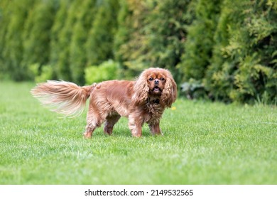 724 Ruby cavalier king charles spaniel Images, Stock Photos & Vectors ...