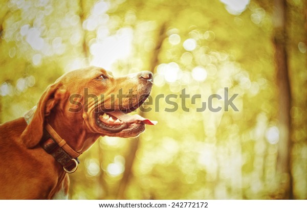 Portrait Sad Rhodesian Ridgeback Pointer Dog Stock Photo 242772172 ...