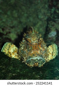 Portrait Scorpion Fish Grumpy Face Stock Photo 252241141 | Shutterstock