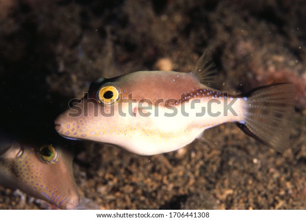 Portrait Sharpnose Puffer Fish On Reef Stock Photo 1706441308 ...