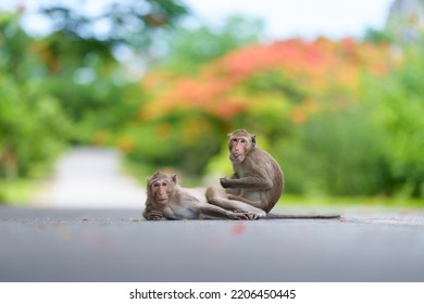 865 Eye Contact Monkey Images, Stock Photos & Vectors | Shutterstock