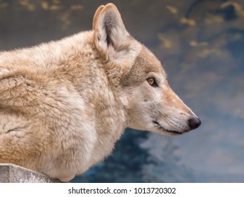 2,241 Wolf Side View Images, Stock Photos & Vectors | Shutterstock