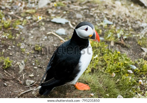 Posing Puffen Stock Photo 795231850 | Shutterstock