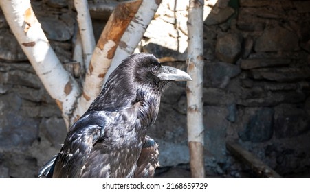 4,153 Smart crow Images, Stock Photos & Vectors | Shutterstock